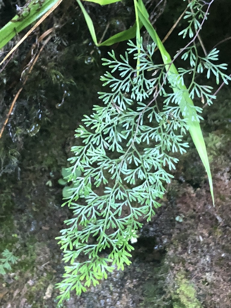 Polypodiales Flower, Leaf, Care, Uses - PictureThis