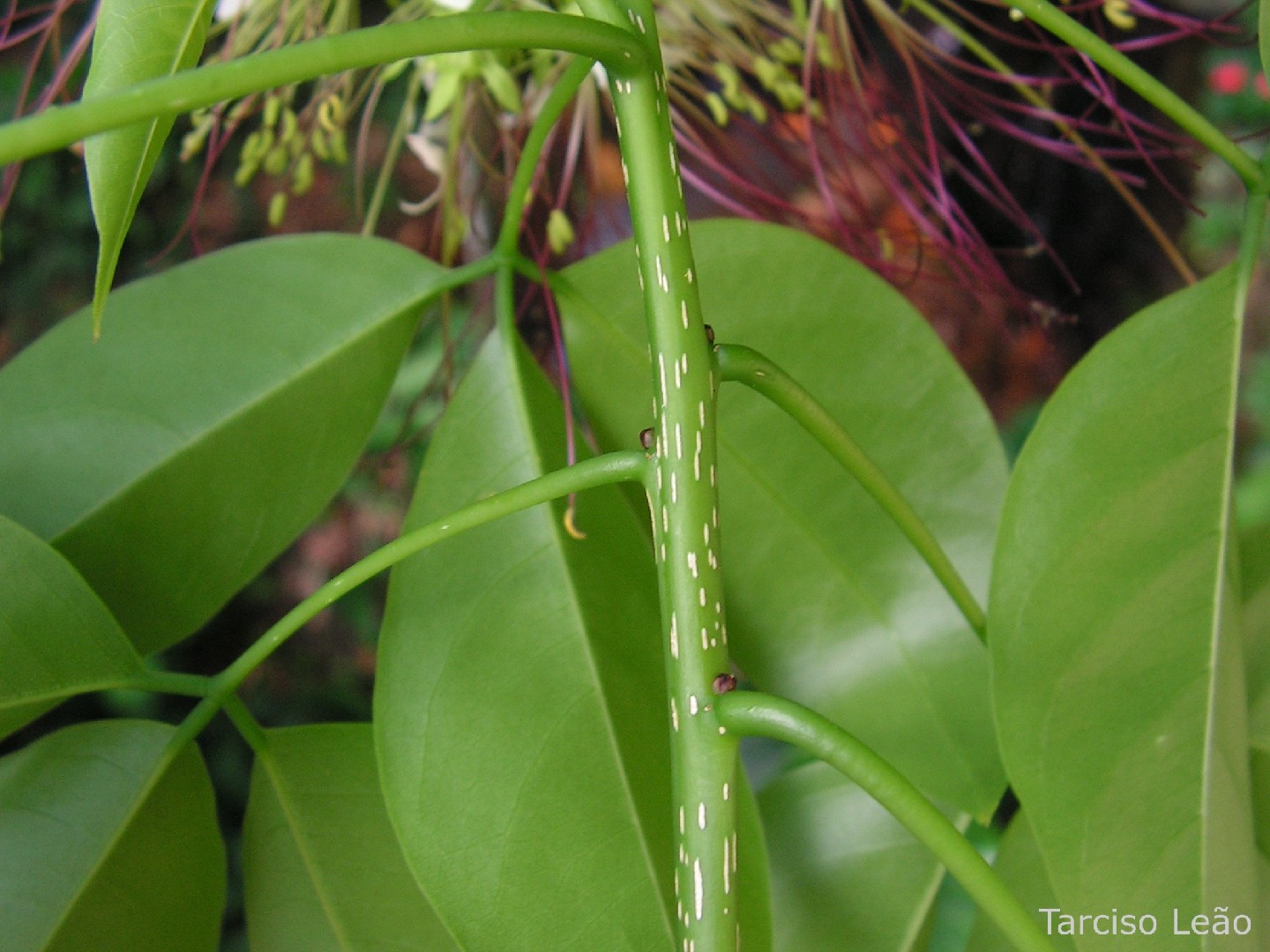 Garlic pear tree (Crateva tapia) Flower, Leaf, Care, Uses - PictureThis