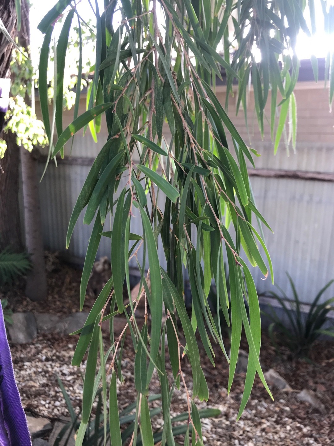Agonis flexuosa 照顧，種植，繁殖，開花時間 - PictureThis