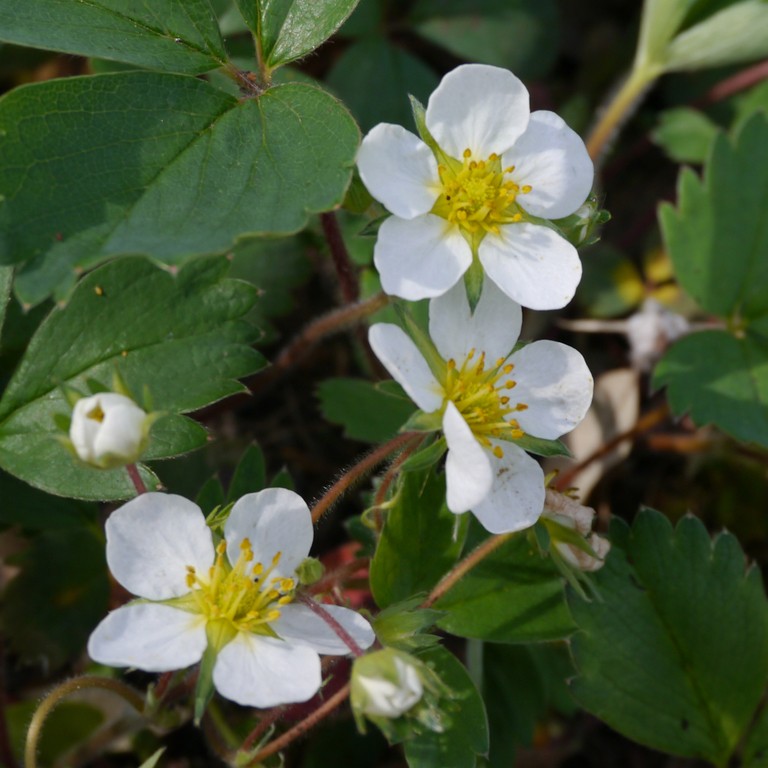 Fragaria chiloensis - PictureThis
