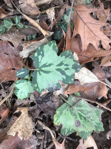 Great Waterleaf (Hydrophyllum appendiculatum) Flower, Leaf, Care, Uses ...