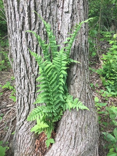 How to Plant and Grow Crested woodfern(Dryopteris cristata)