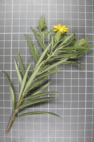 Trixis - PictureThis