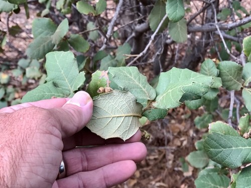 Encino quiebra hacha (Quercus rugosa) - PictureThis