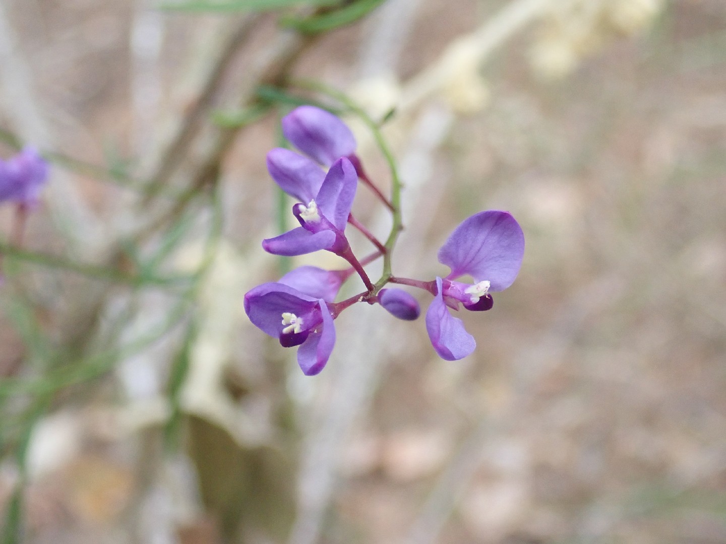 Comesperma volubile - PictureThis