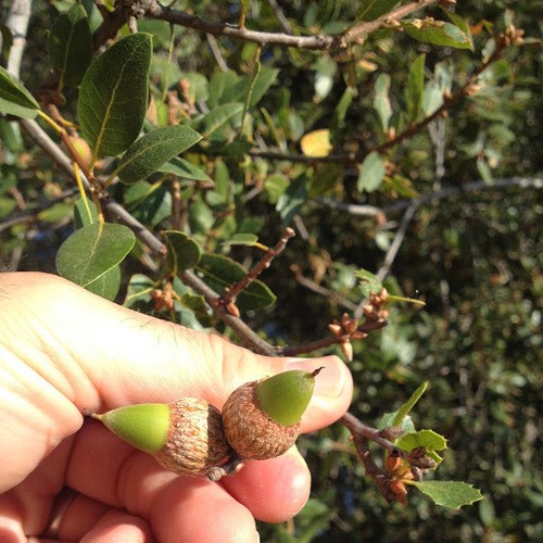 Roble vivo interior (Quercus wislizeni) - PictureThis