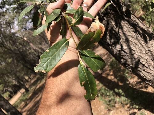 How to Plant and Grow Silverleaf oak(Quercus hypoleucoides)