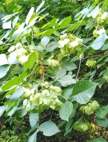 Cola de zorrillo (Ptelea trifoliata) - PictureThis