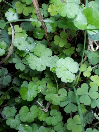 Hydrocotyle americana var. heteromeria - PictureThis