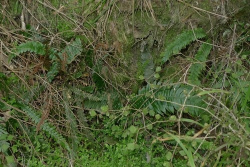 Lance water fern (Austroblechnum lanceolatum) Flower, Leaf, Care, Uses ...