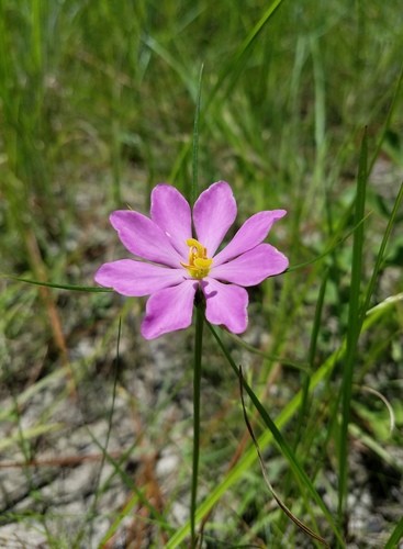 Sabatia gentianoides - PictureThis