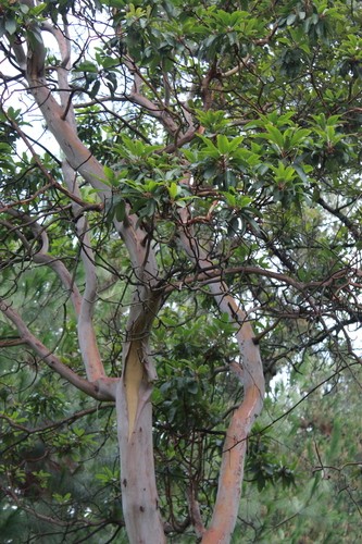 Madroño (Arbutus xalapensis) - PictureThis