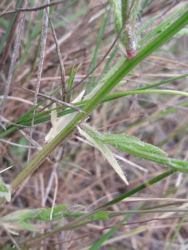 How to Plant and Grow Sheep's-bit(Jasione montana)