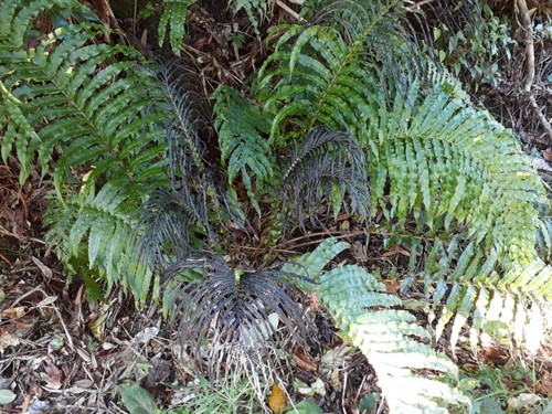 Parablechnum novae-zelandiae 照顧，種植，繁殖，開花時間 - PictureThis