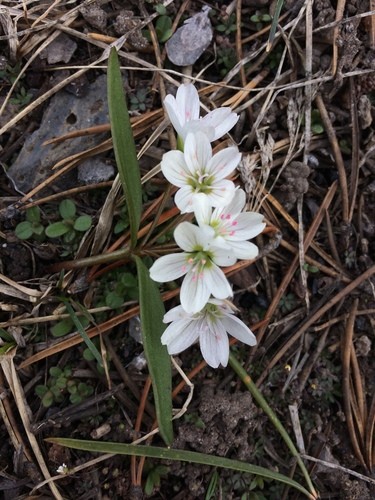 Western spring beauty Care (Watering, Fertilize, Pruning, Propagation ...