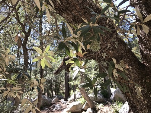 How to Plant and Grow Silverleaf oak(Quercus hypoleucoides)