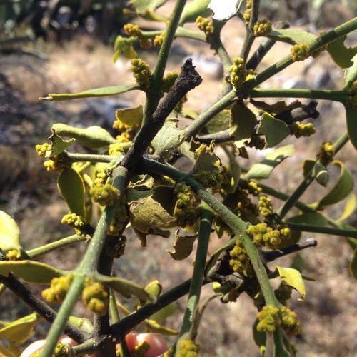 Sandalwood (Santalaceae) Flower, Leaf, Care, Uses - PictureThis