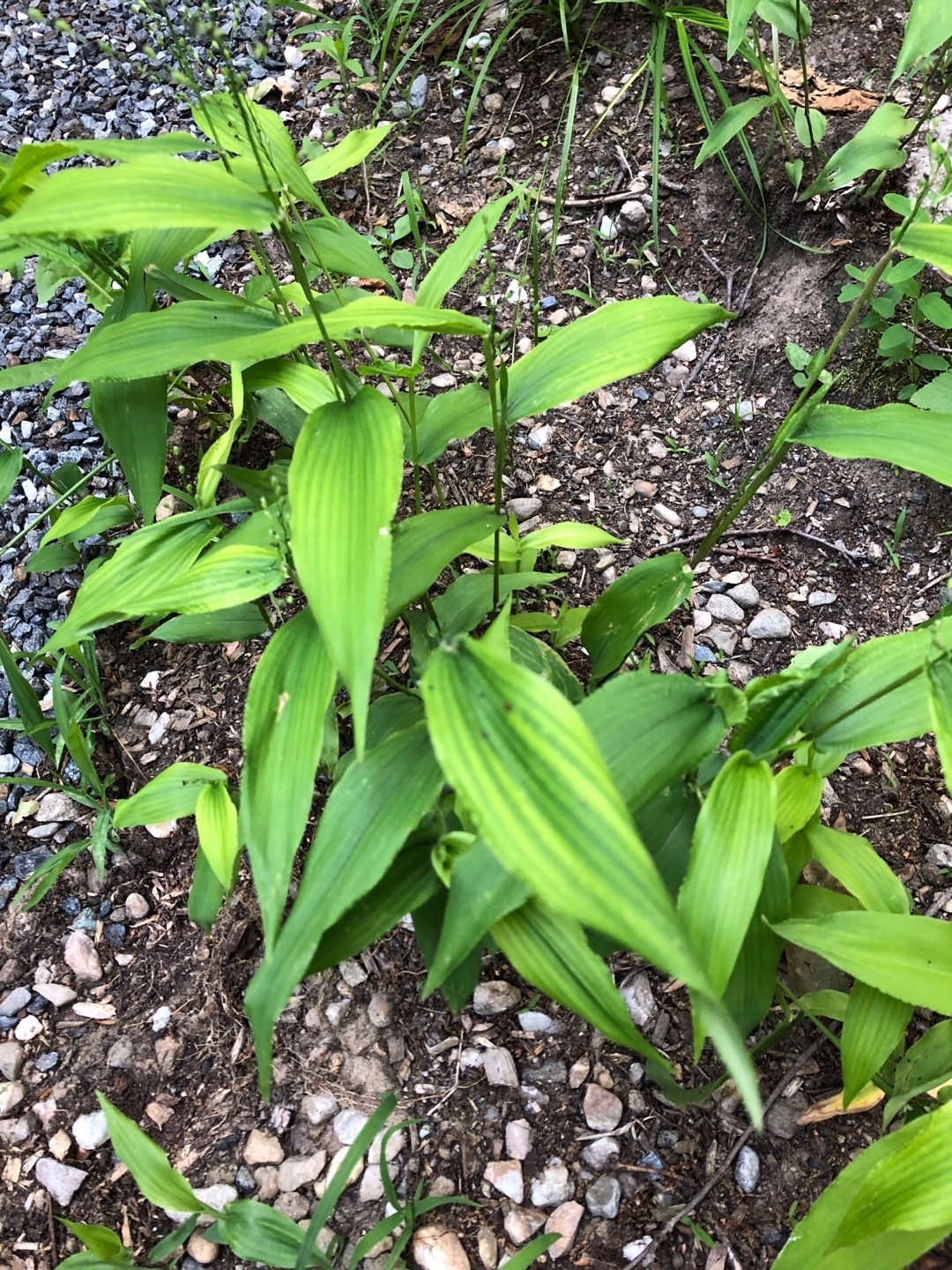 Broad-leaved panic grass (Panicum latifolium) Flower, Leaf, Care, Uses ...