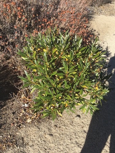 Yerba Santa (Eriodictyon) Flower, Leaf, Care, Uses - PictureThis