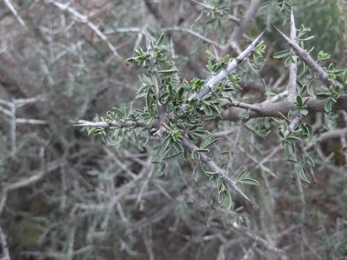 Castela Flower, Leaf, Care, Uses - PictureThis