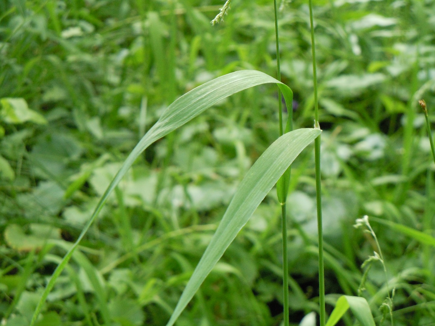 Drooping woodreed (Cinna latifolia) Flower, Leaf, Care, Uses - PictureThis