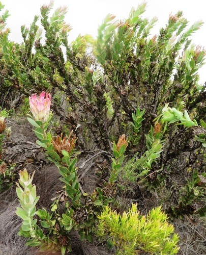 Protea compacta - PictureThis