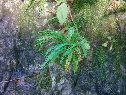 Culantrillo (Asplenium viride) - PictureThis