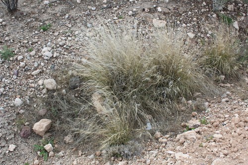 How to Plant and Grow Purple three-awn(Aristida purpurea)