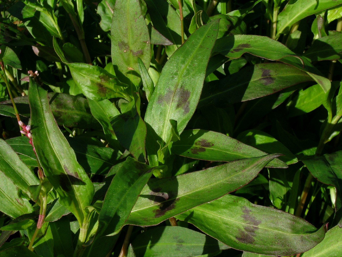 Duraznillo (Persicaria decipiens) - PictureThis