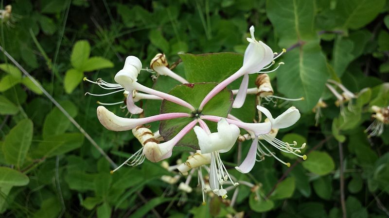 Lonicera caprifolium - PictureThis
