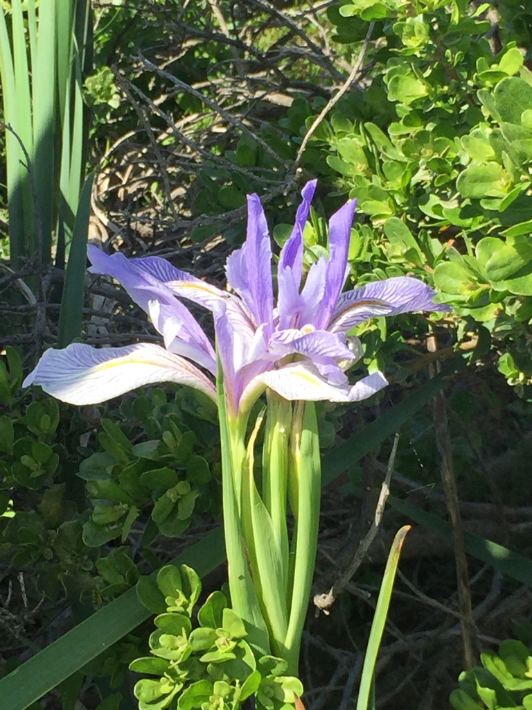 Iris costero (Iris longipetala) - PictureThis