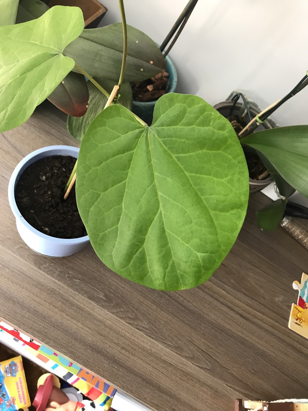 Matelea carolinensis 照顧，種植，繁殖，開花時間 - PictureThis