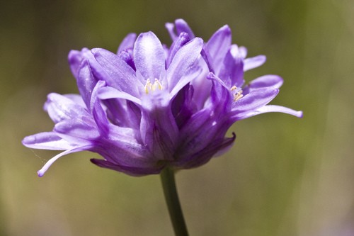 How to Plant and Grow Ookow(Dichelostemma congestum)