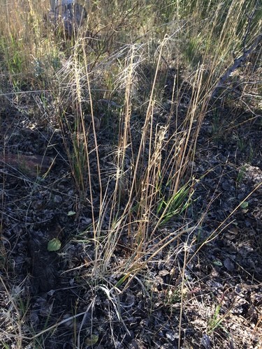 Triguillo desértico (Elymus elymoides) - PictureThis