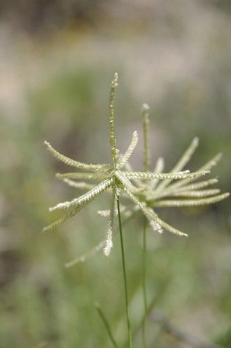 Chloris cucullata - PictureThis