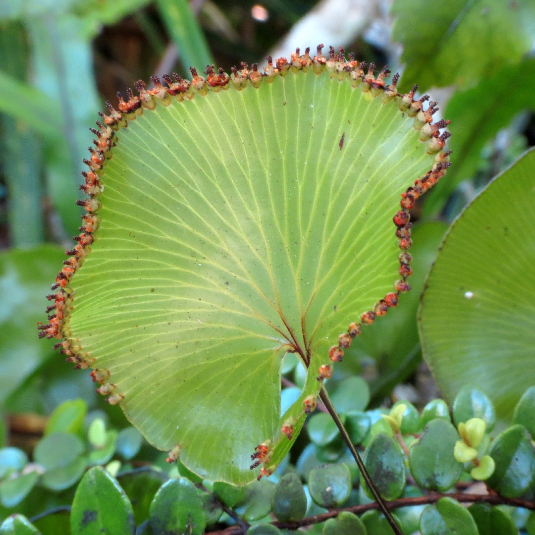 Hymenophyllum nephrophyllum - PictureThis