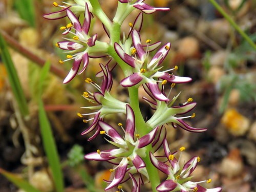 Wurmbea variabilis - PictureThis