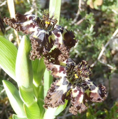 Ferraria crispa - PictureThis