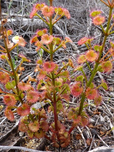 Drosera stolonifera subsp. porrecta - PictureThis