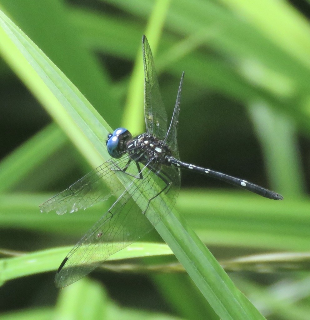 Meranti (Dipterocarpaceae) Flower, Leaf, Care, Uses - PictureThis
