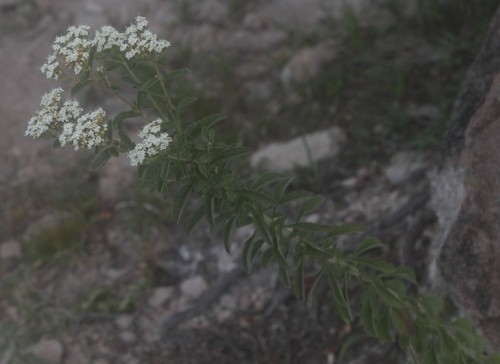 Sawtooth candyleaf Care (Watering, Fertilize, Pruning, Propagation ...