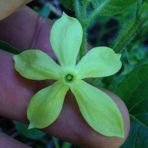 Atropa Care (Watering, Fertilize, Pruning, Propagation) - PictureThis