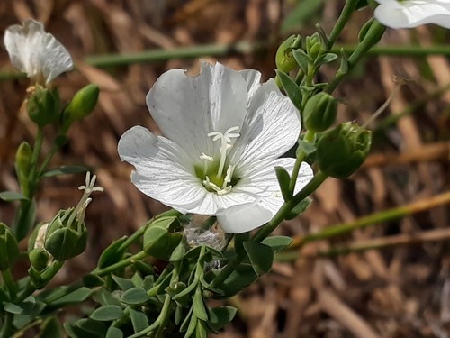 Linum monogynum - PictureThis