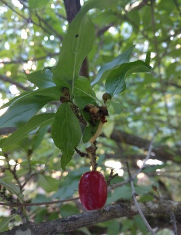 Cornejo común (Cornus mas) - PictureThis