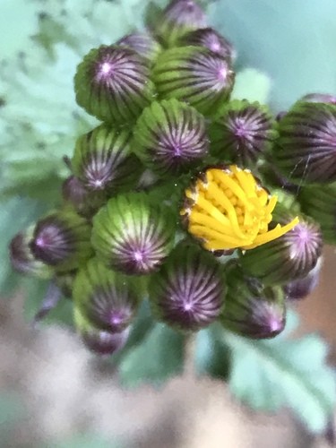 Packera - PictureThis