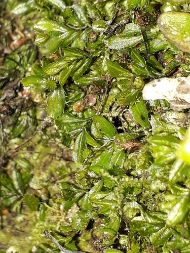 Hymenophyllum minimum Flower, Leaf, Care, Uses - PictureThis