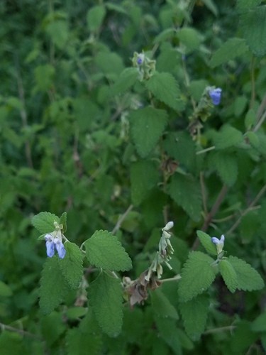 Shrubby blue sage (Salvia ballotiflora) Flower, Leaf, Care, Uses ...