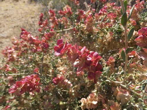 Spiny hopsage (Grayia spinosa) Flower, Leaf, Care, Uses - PictureThis