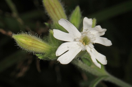 White campion (Silene latifolia) Flower, Leaf, Care, Uses - PictureThis