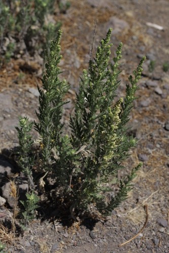 Cuman ragweed (Ambrosia psilostachya) Flower, Leaf, Care, Uses ...